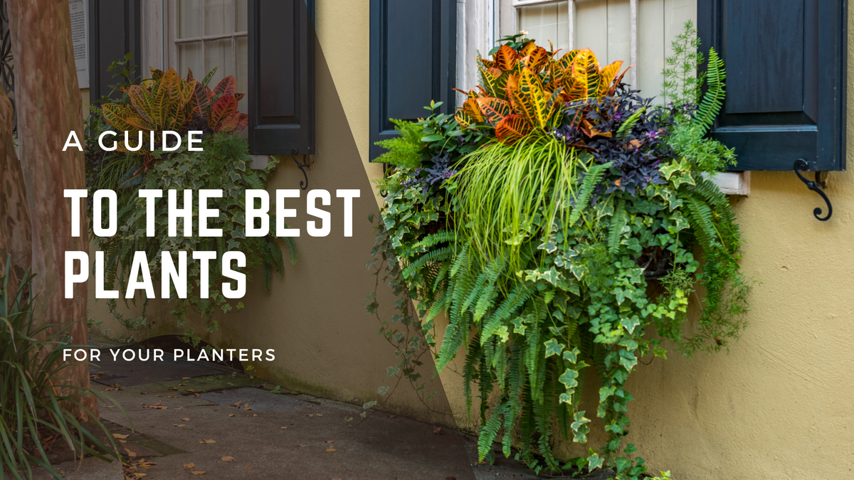 A Guide to the Best Plants for Your Planters – Paving Online